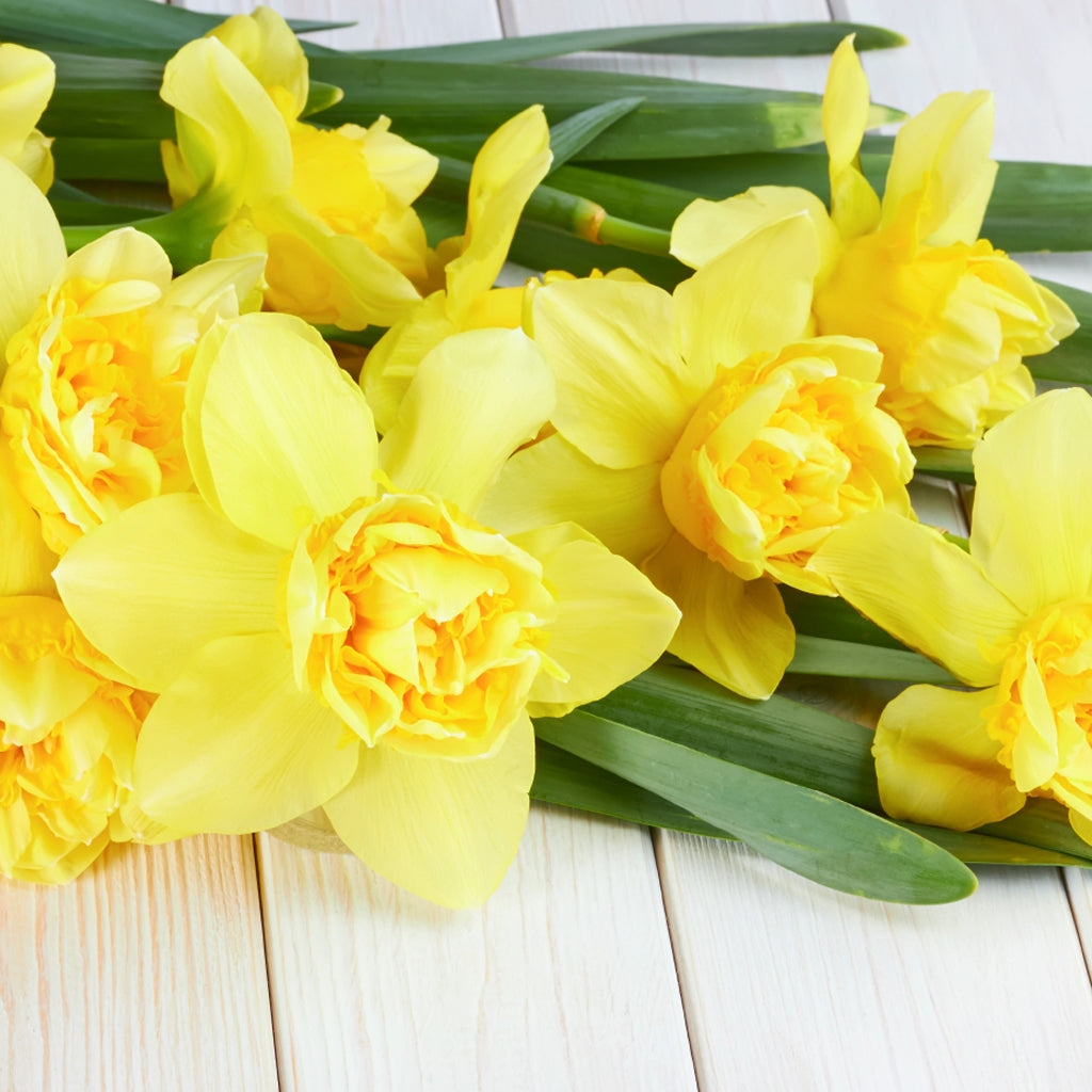 Tangerine & Daffodil Fragrance Oil (Special Order) - Crafter's Choice ...