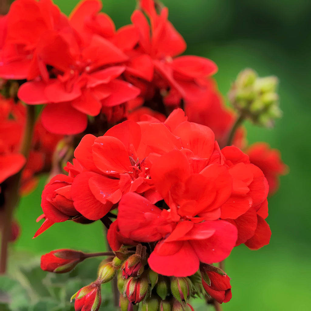 Geranium Essential Oil - 100% Pure 732 - Crafter's Choice - Essential ...