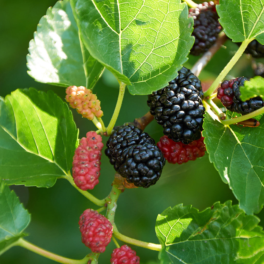 Mulberry Fragrance Oil 185 - Crafter's Choice - Fragrance Oils - for ...