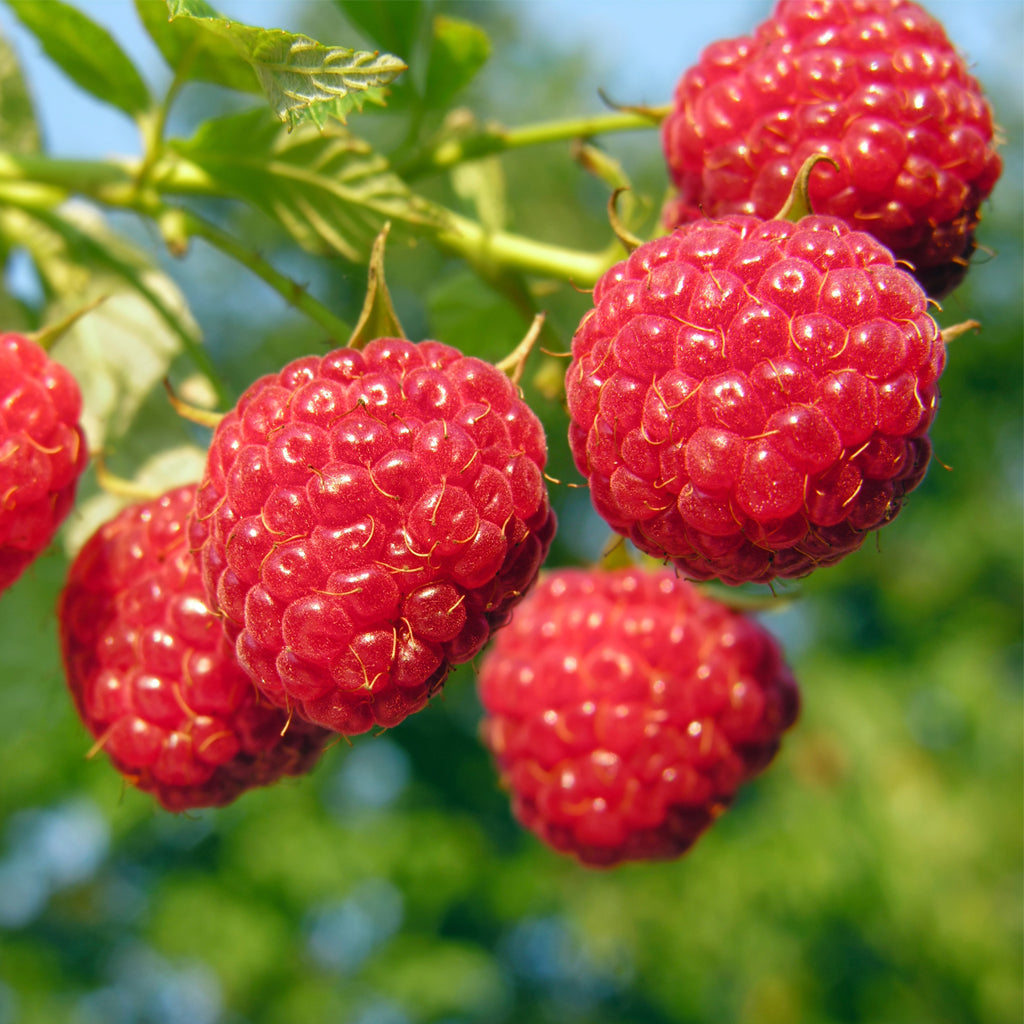 Sun Ripened Raspberry* Fragrance Oil (Special Order) - Crafter's Choice ...