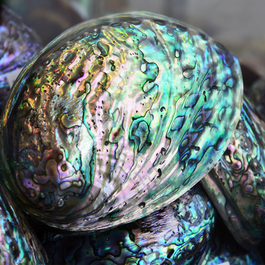 Abalone & Sea Fragrance Oil 314 - Crafter's Choice - Fragrance Oils ...