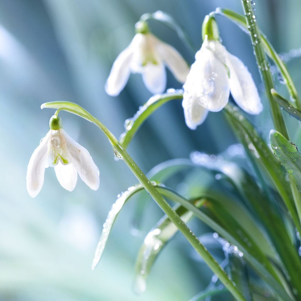 Snowdrops Fragrance Oil (Special Order) - Crafter's Choice - Fragrance ...