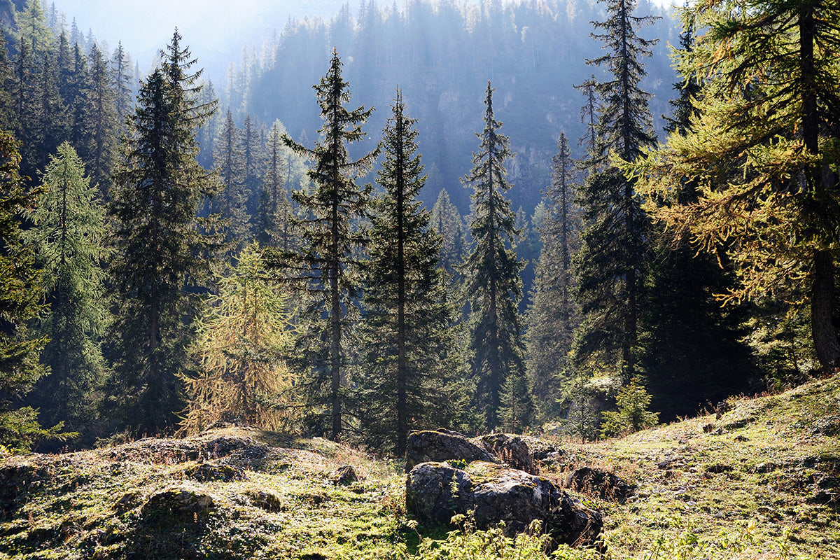 Siberian Forest Fragrance Oil 16114 - Rustic Escentuals - Fragrance ...